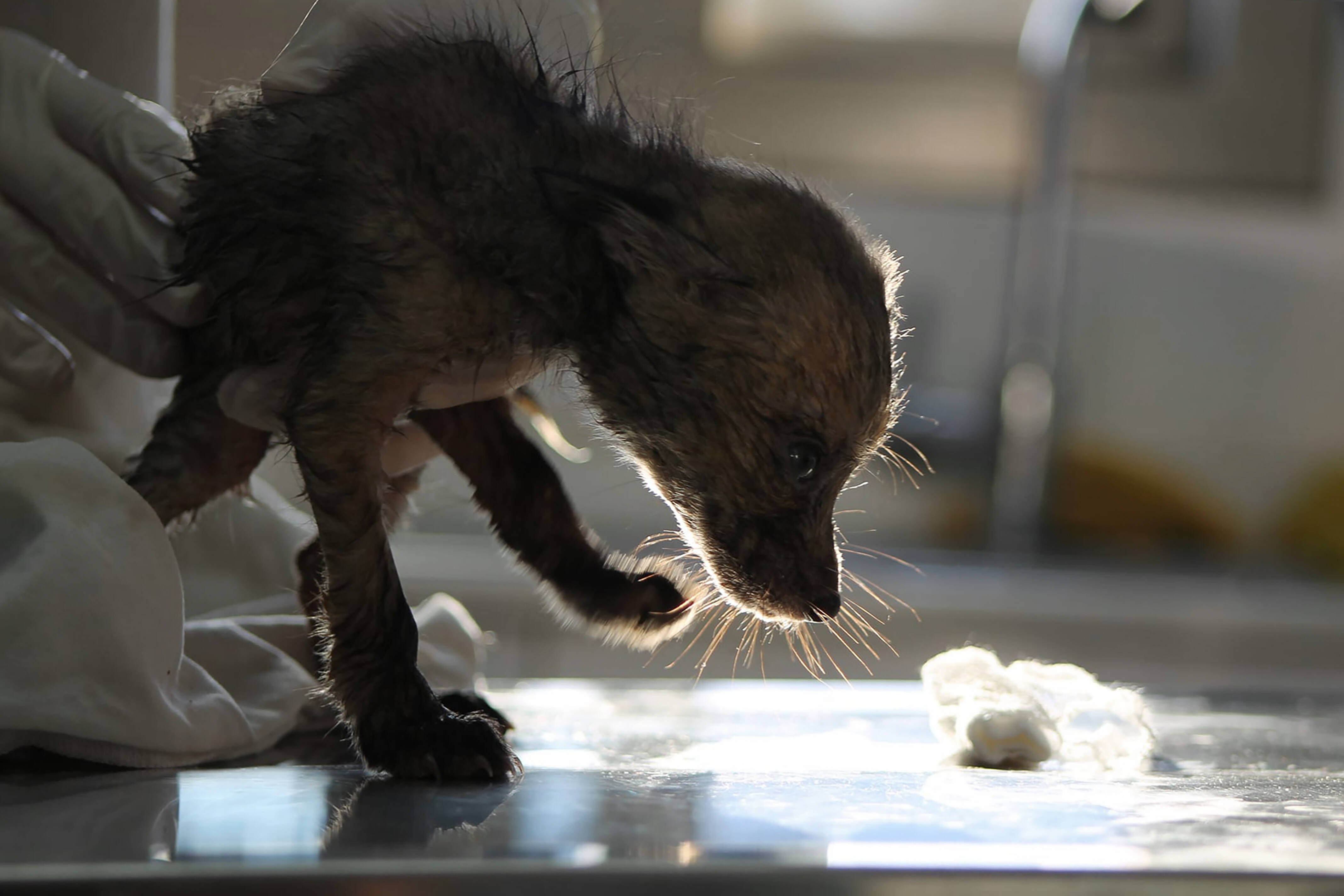 Cyprus Wildlife Research Institute - VRM