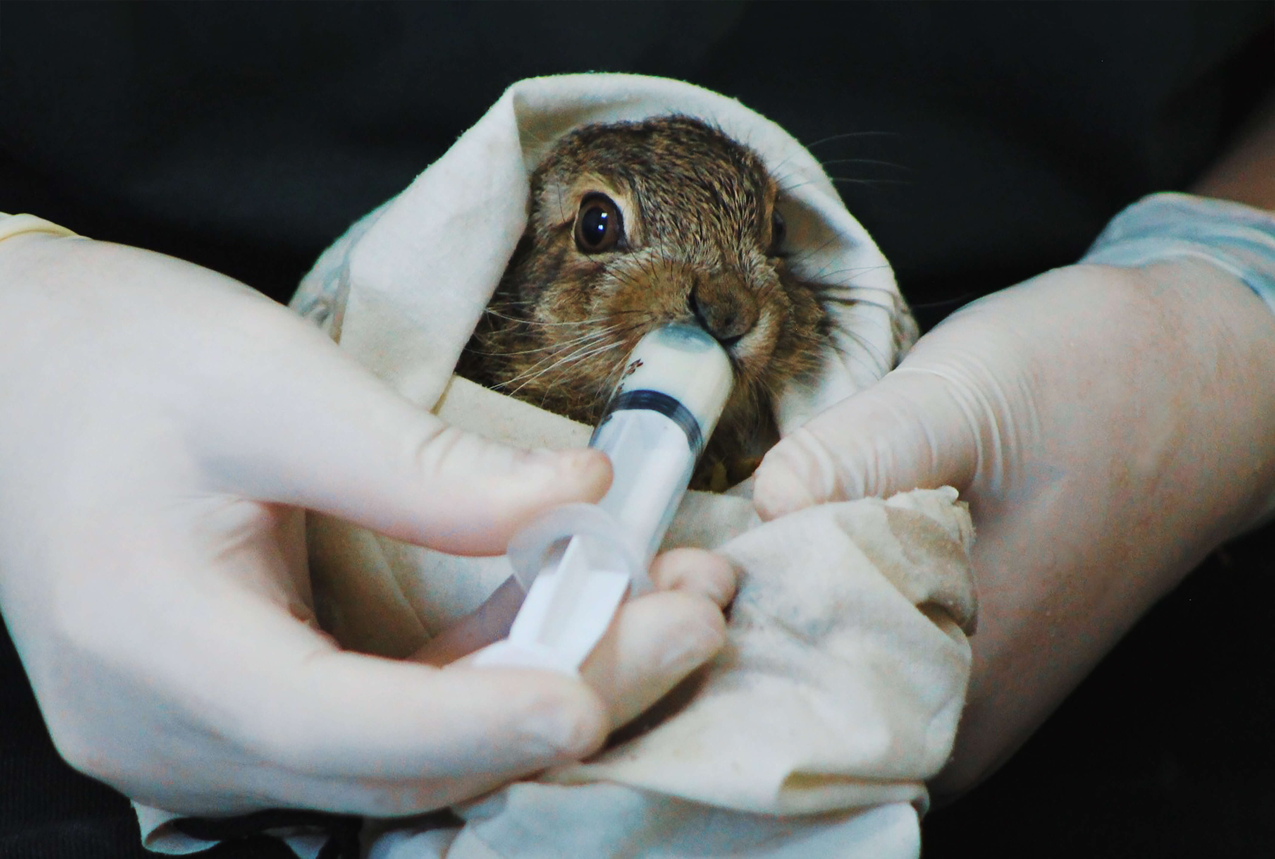 Cyprus Wildlife Research Institute - VRM