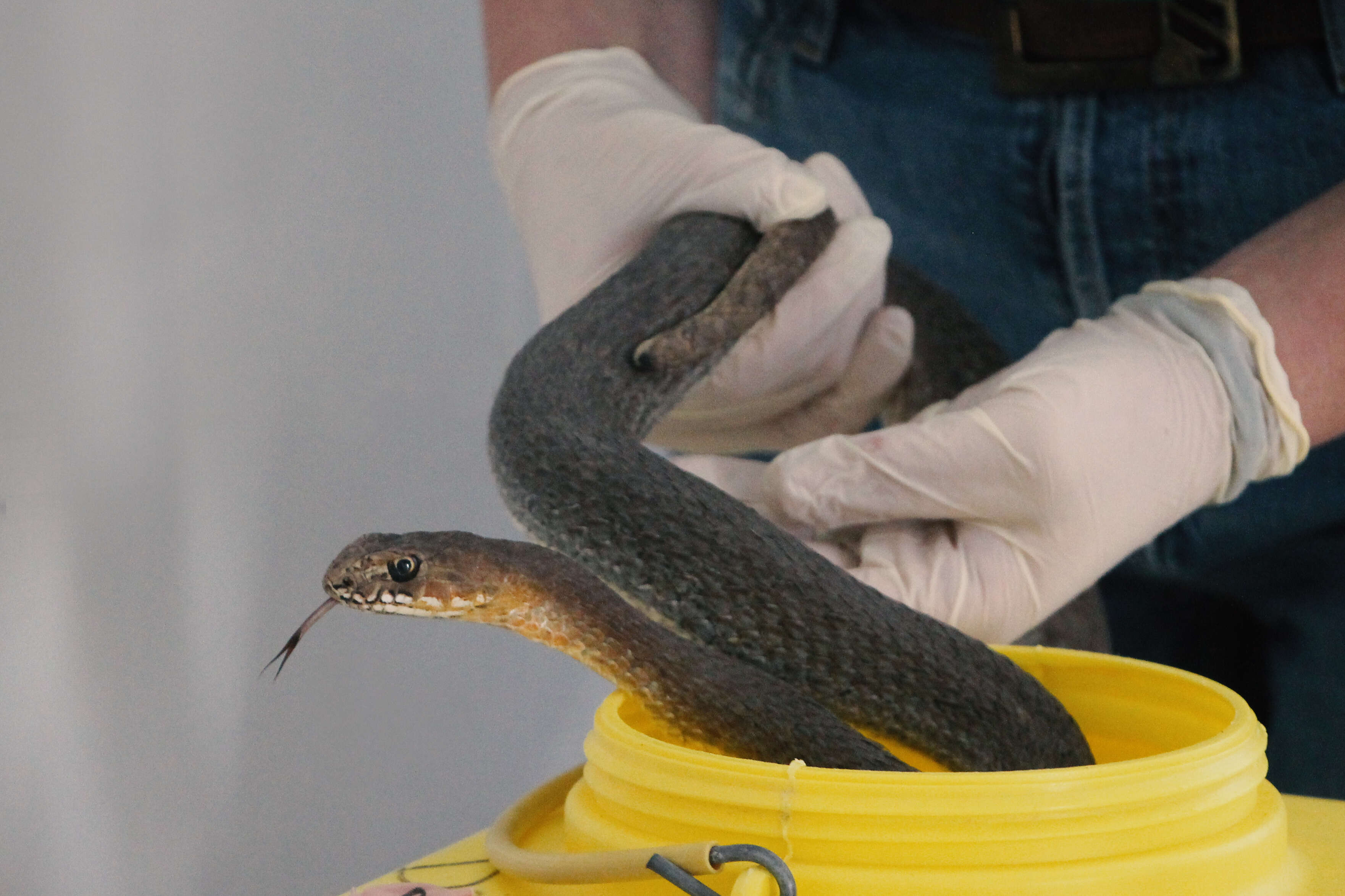 Cyprus Wildlife Research Institute - VRM